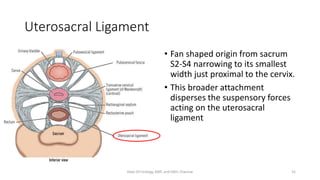 Uro gynaecology- anatomy- pelvic floor | PDF