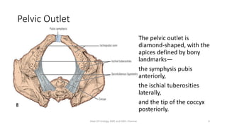 Uro gynaecology- anatomy- pelvic floor | PDF