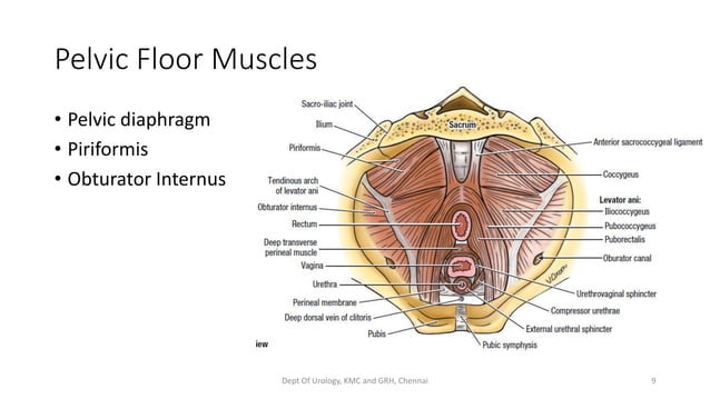 Uro Gynaecology Anatomy Pelvic Floor Ppt