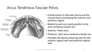 Arcus Tendineus Fascia