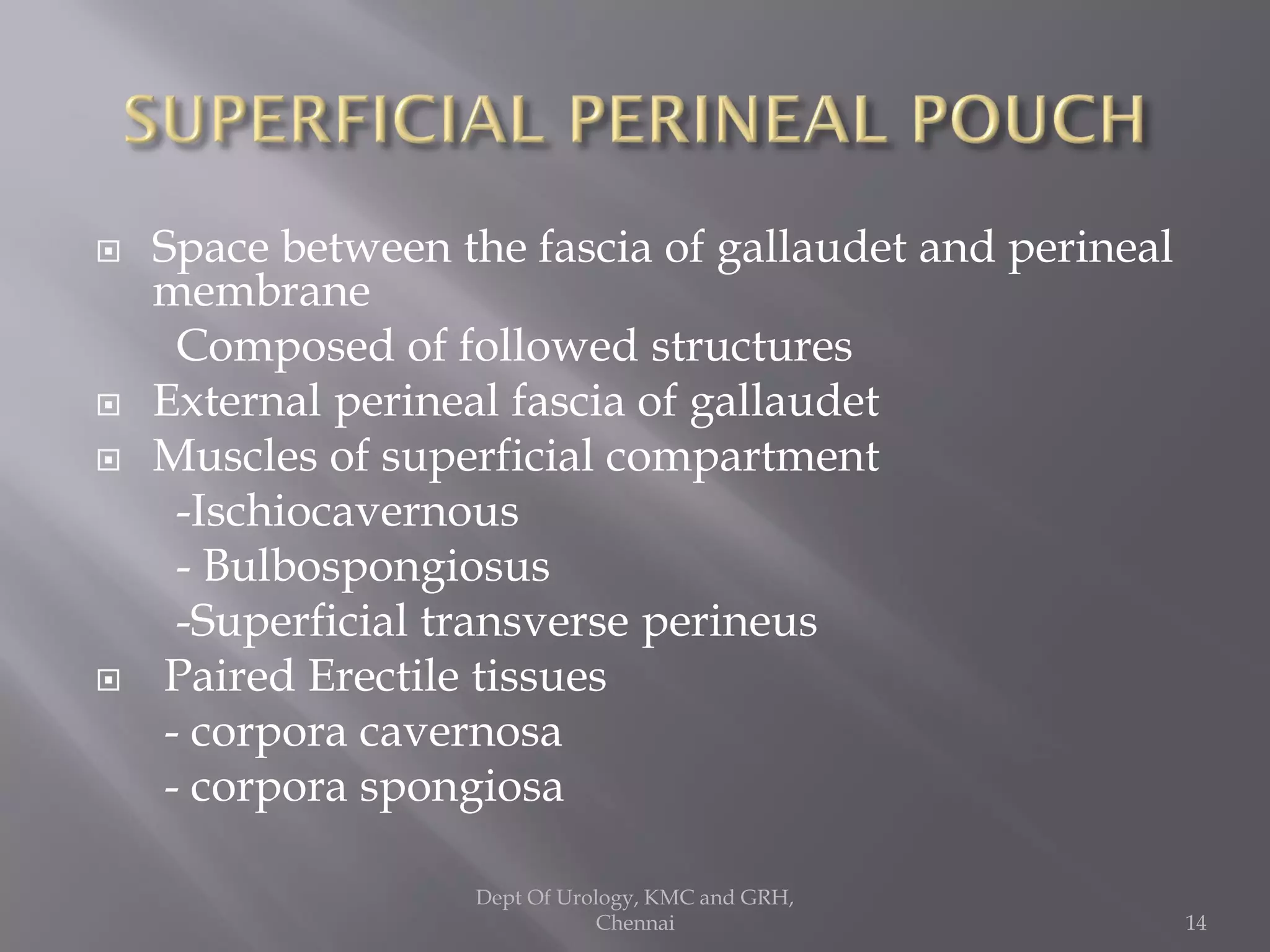 Uro gynaecology- antomy of perineum | PDF