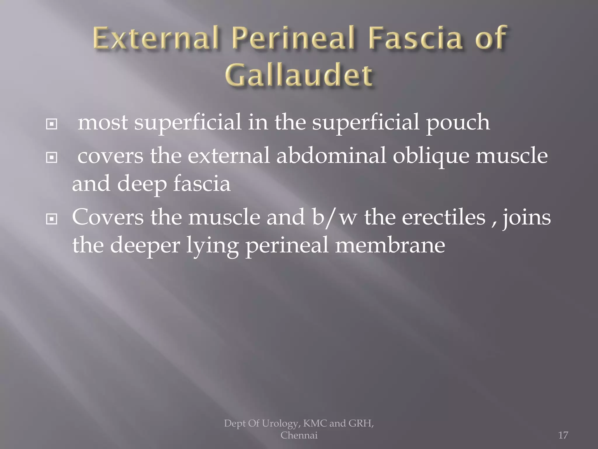 Uro gynaecology- antomy of perineum | PDF