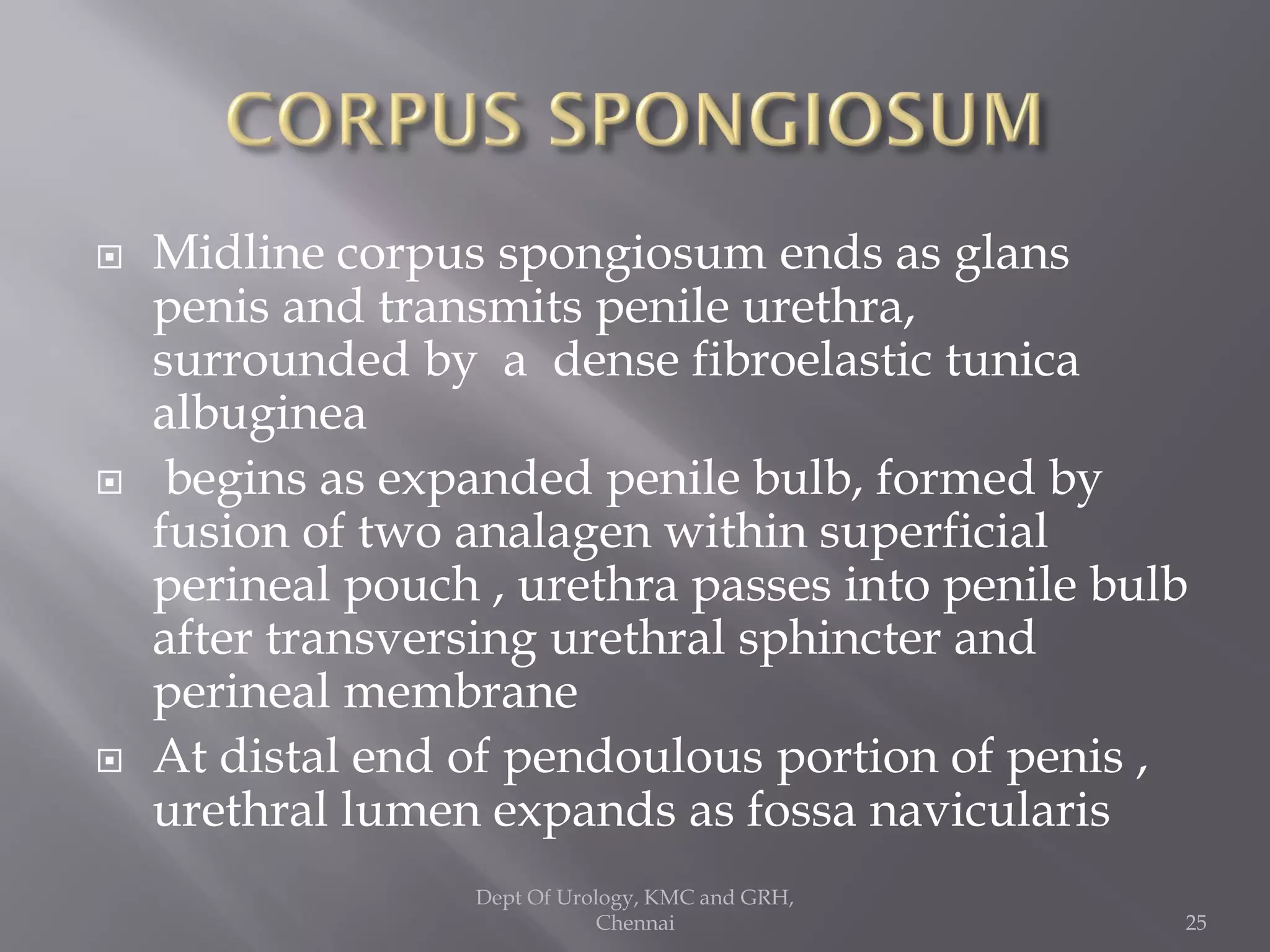 Uro gynaecology- antomy of perineum | PDF