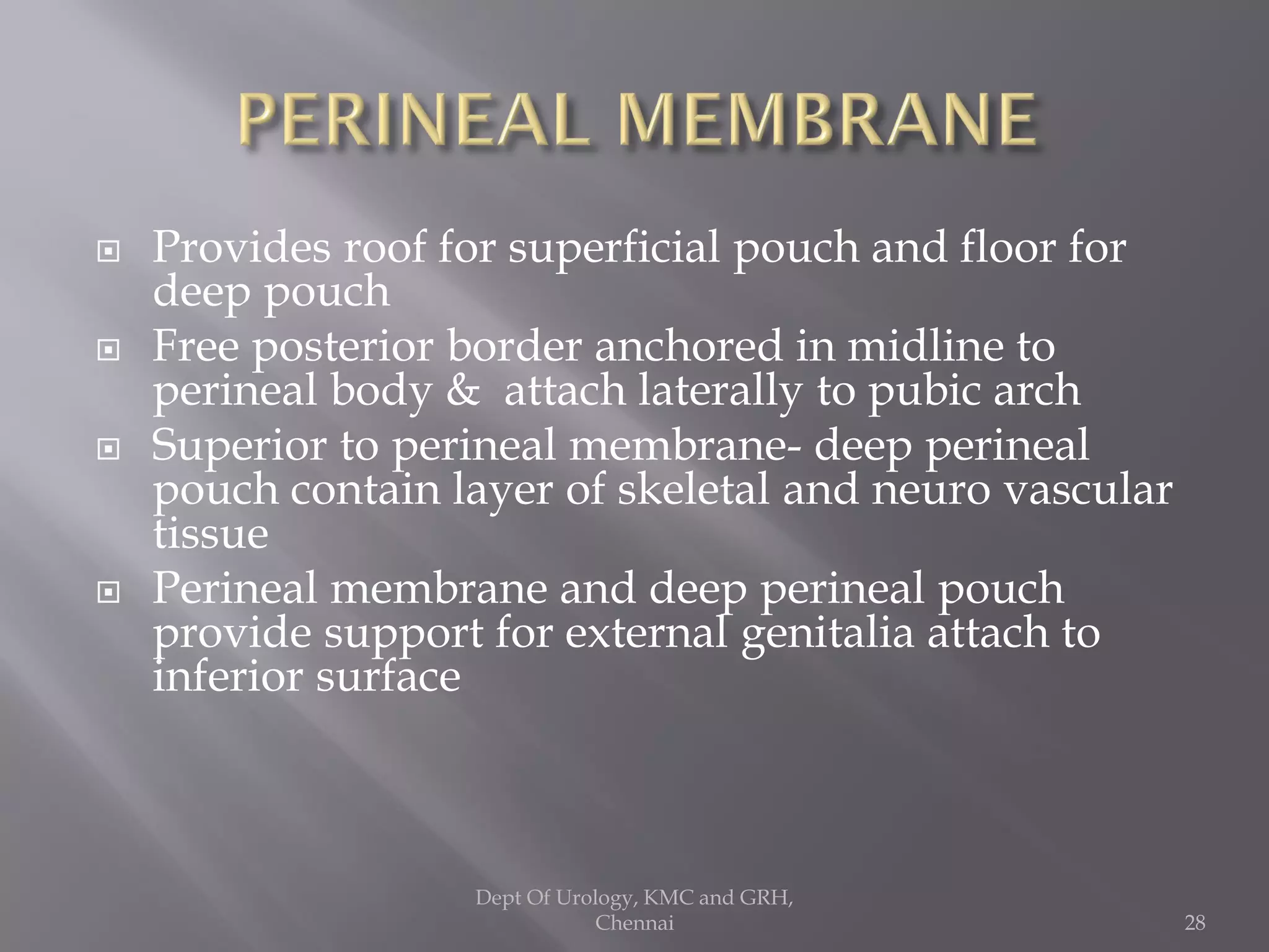 Uro gynaecology- antomy of perineum | PDF