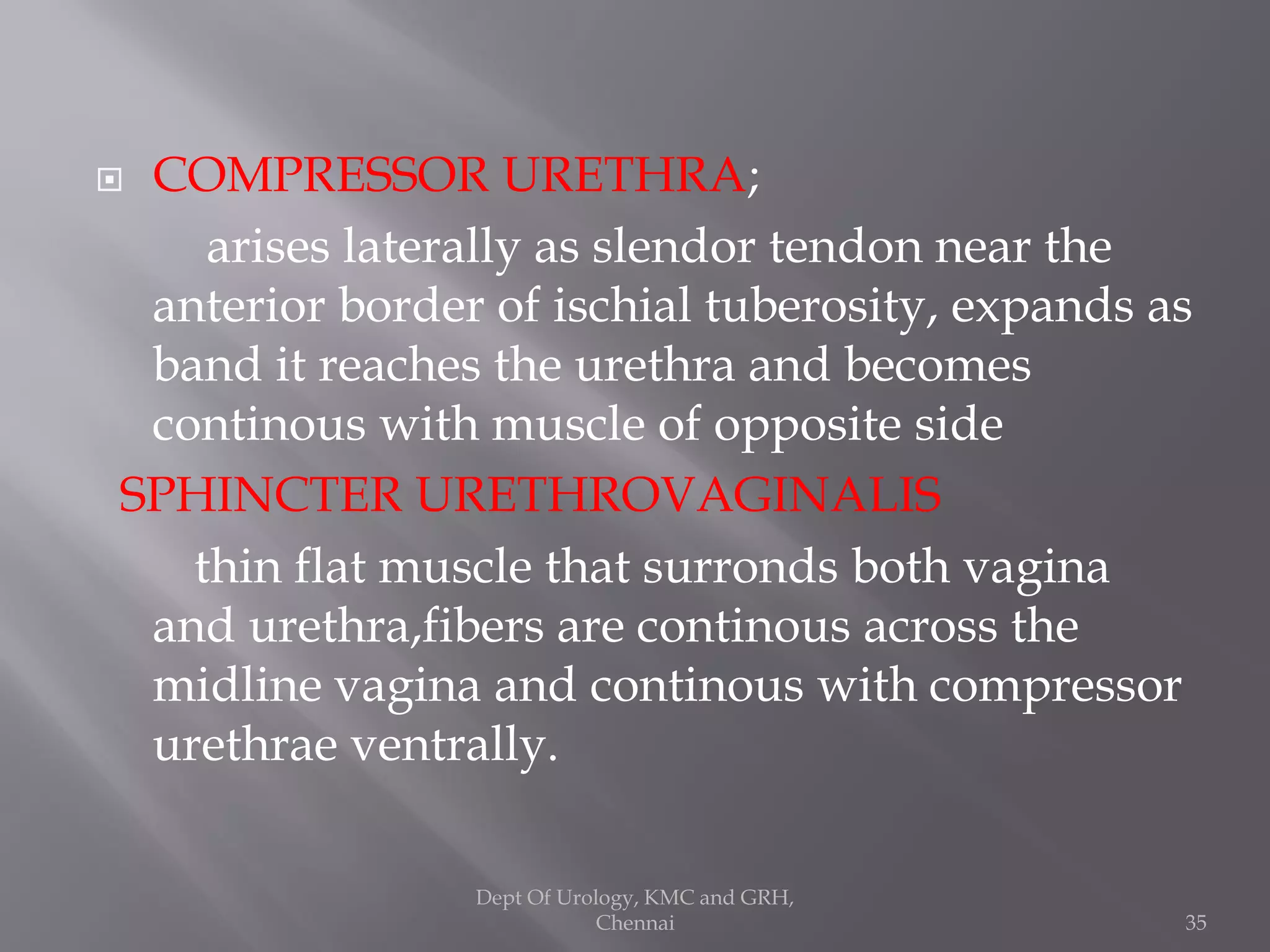 Uro gynaecology- antomy of perineum | PDF