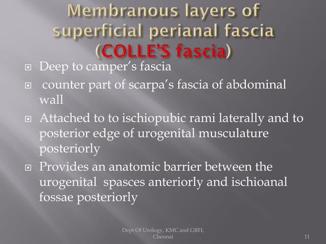Uro gynaecology- antomy of perineum | PDF