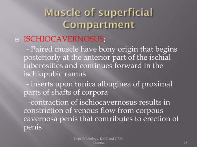 Uro gynaecology- antomy of perineum | PDF
