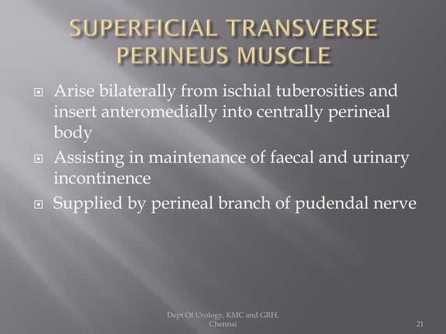 Uro gynaecology- antomy of perineum | PDF