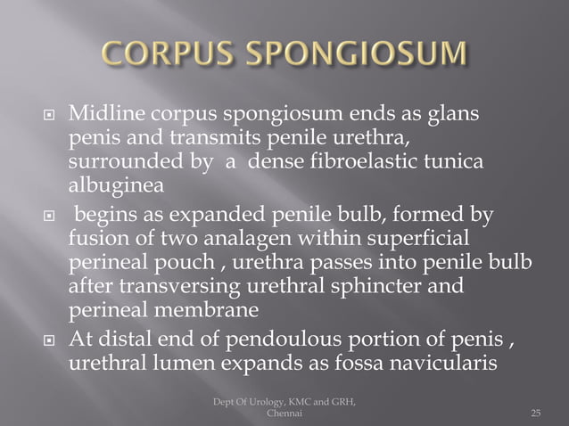 Uro gynaecology- antomy of perineum | PDF