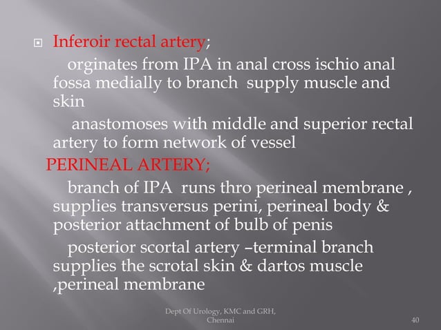 Uro gynaecology- antomy of perineum | PDF