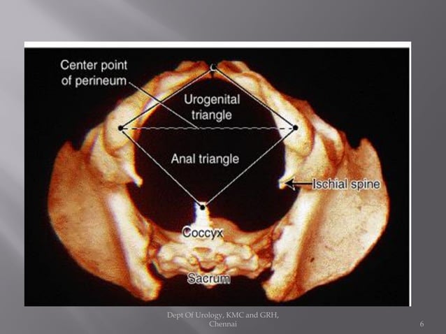 Uro gynaecology- antomy of perineum | PDF