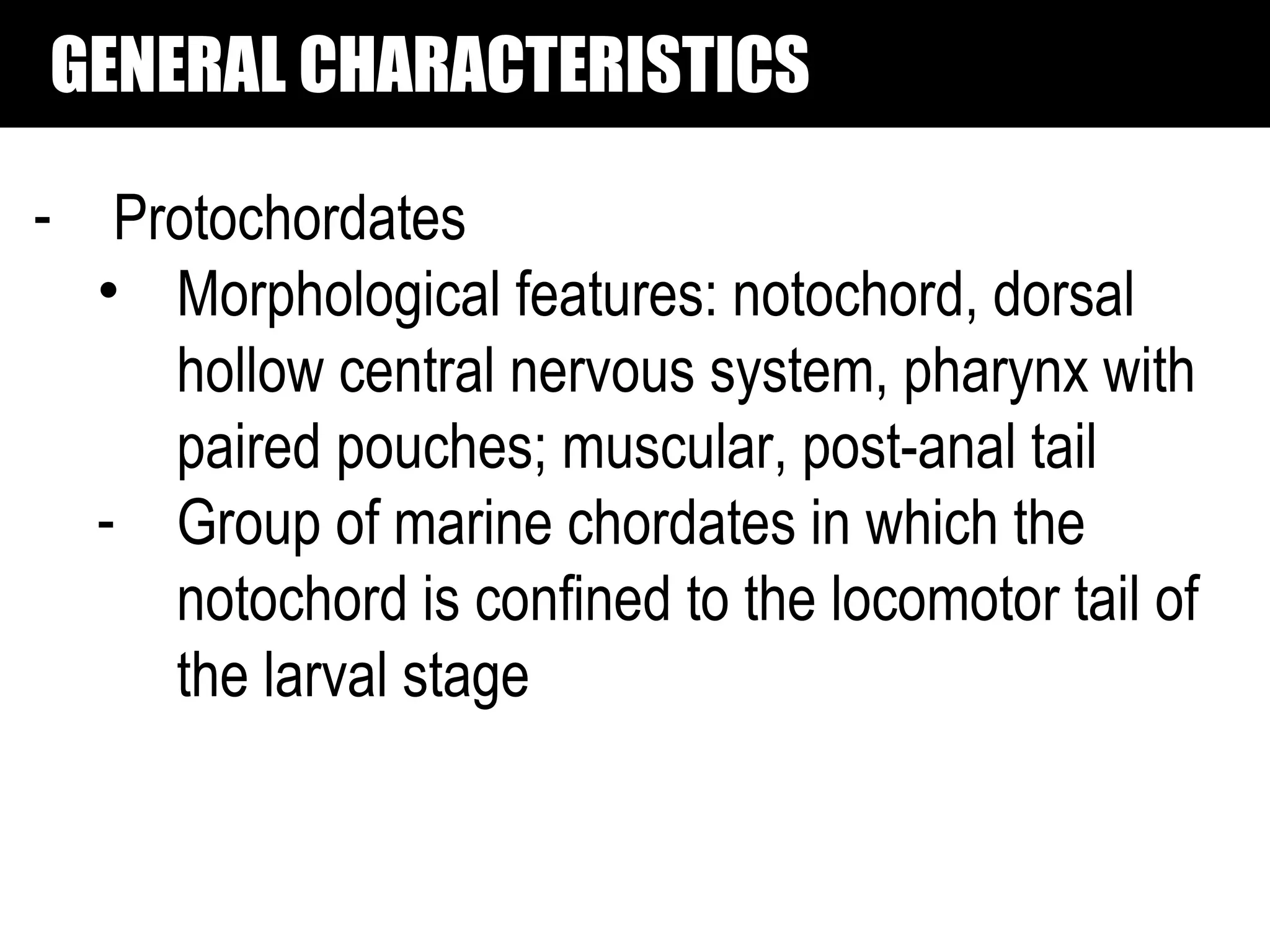 Urochordata | PPT