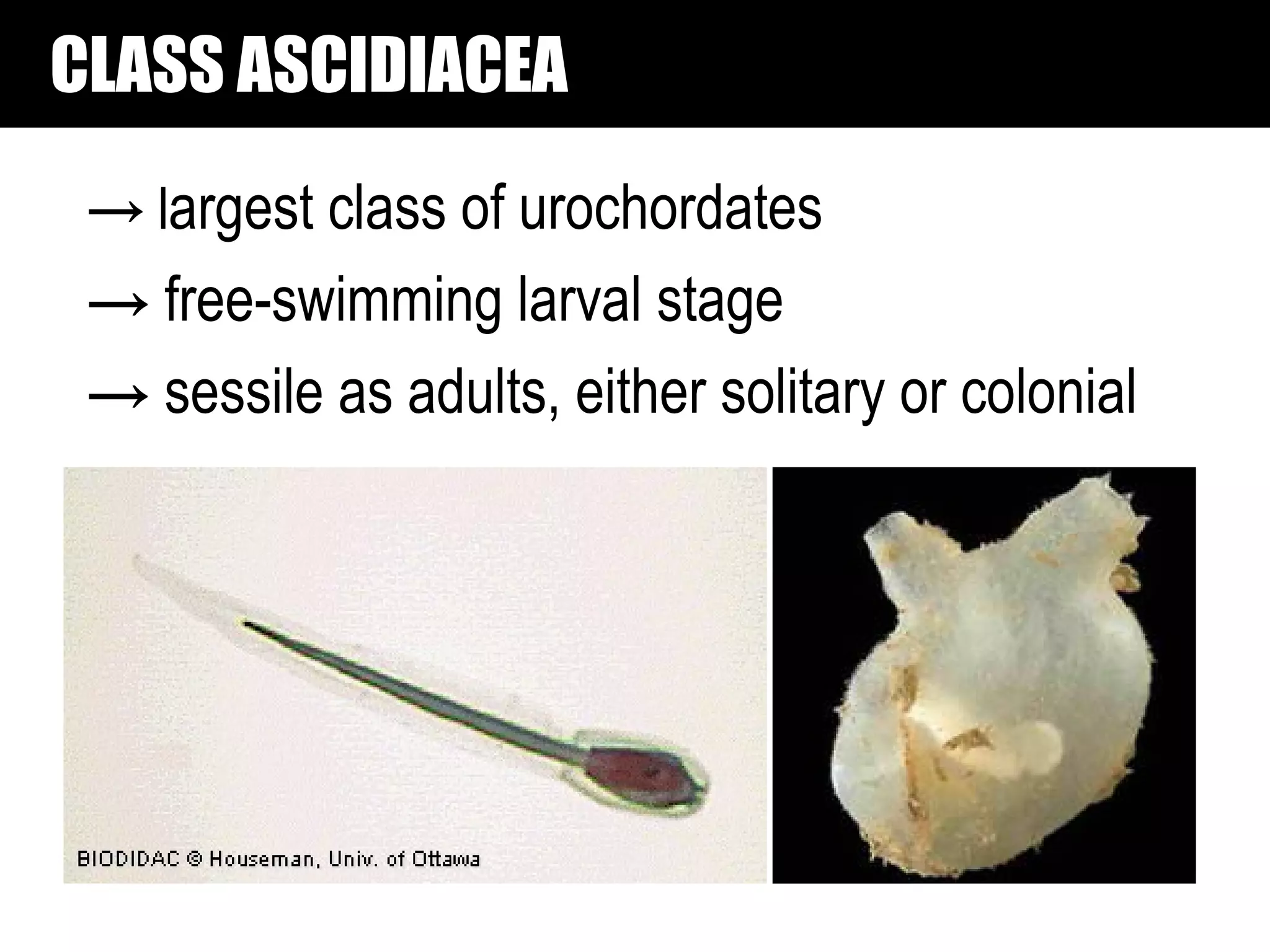 Urochordata | PPT