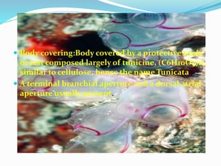 Urochordata.pptx