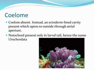 Urochordata.pptx
