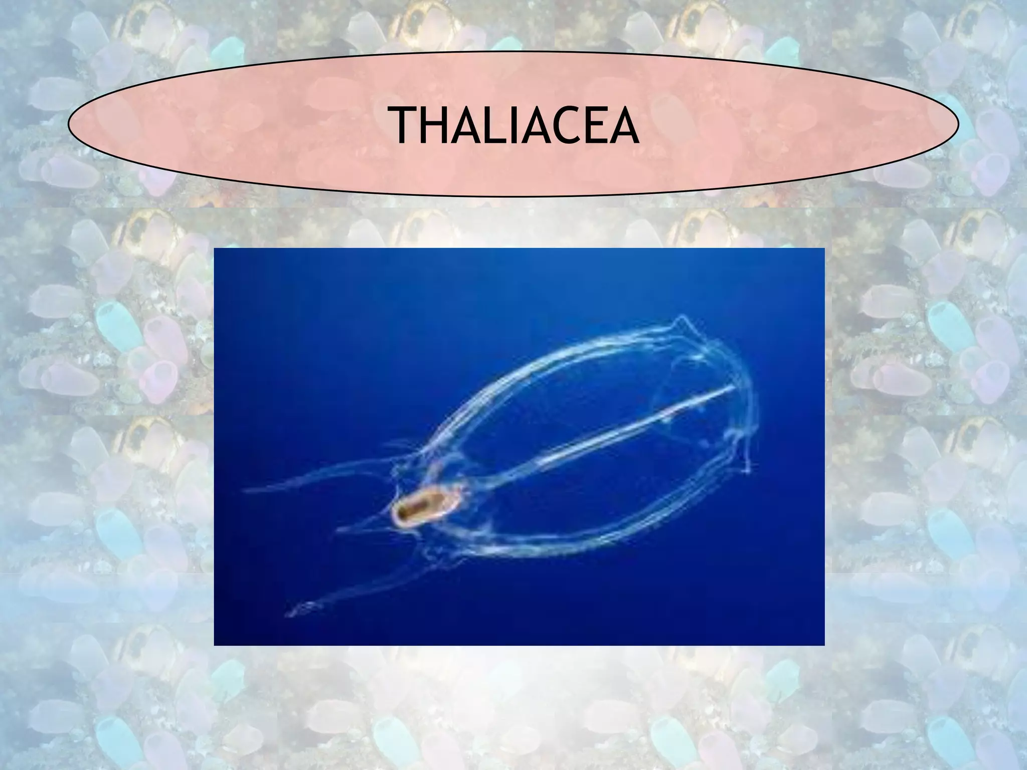 Urochordata & cephalochordata | PPTX