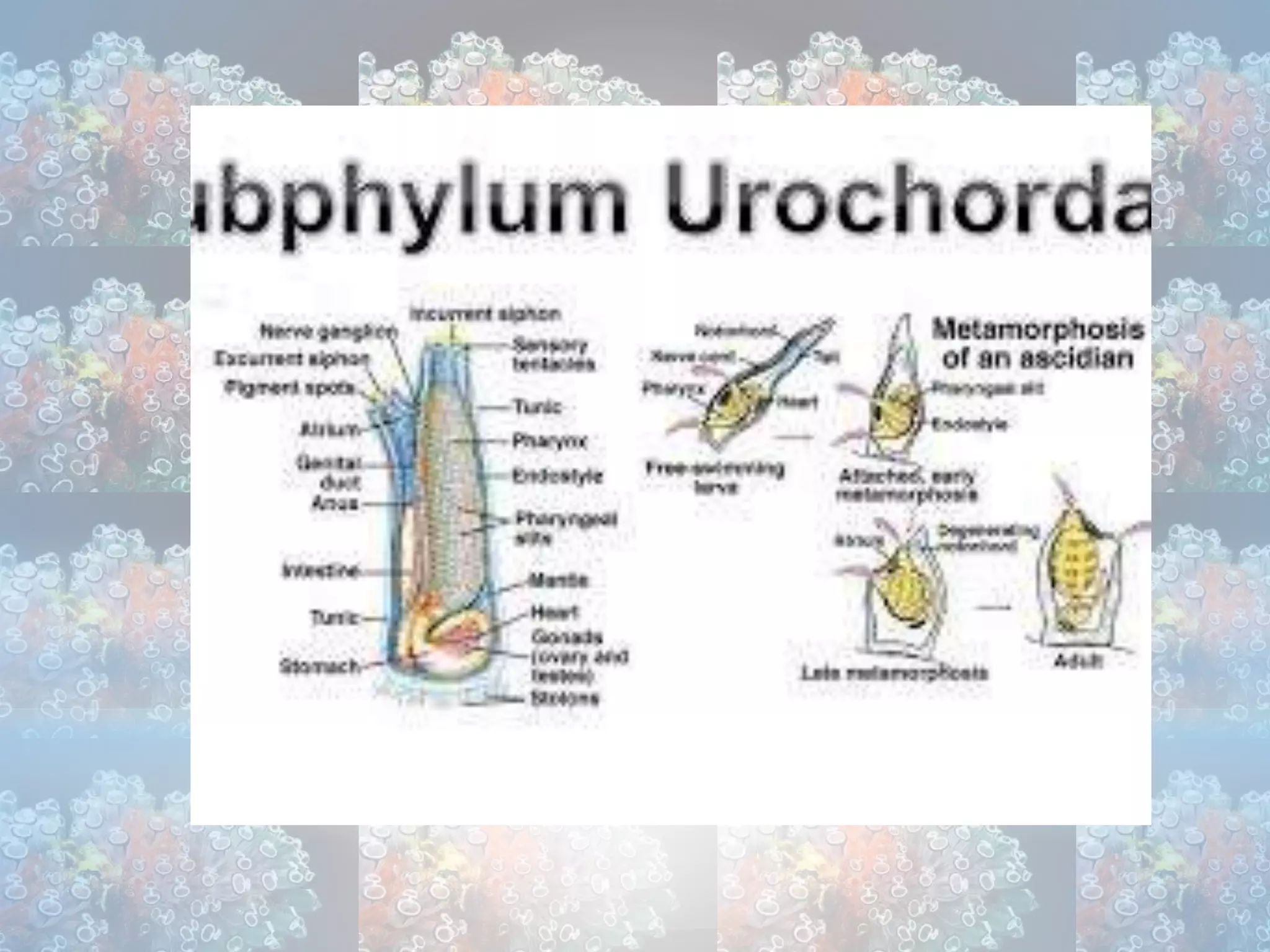 Urochordata & cephalochordata | PPTX