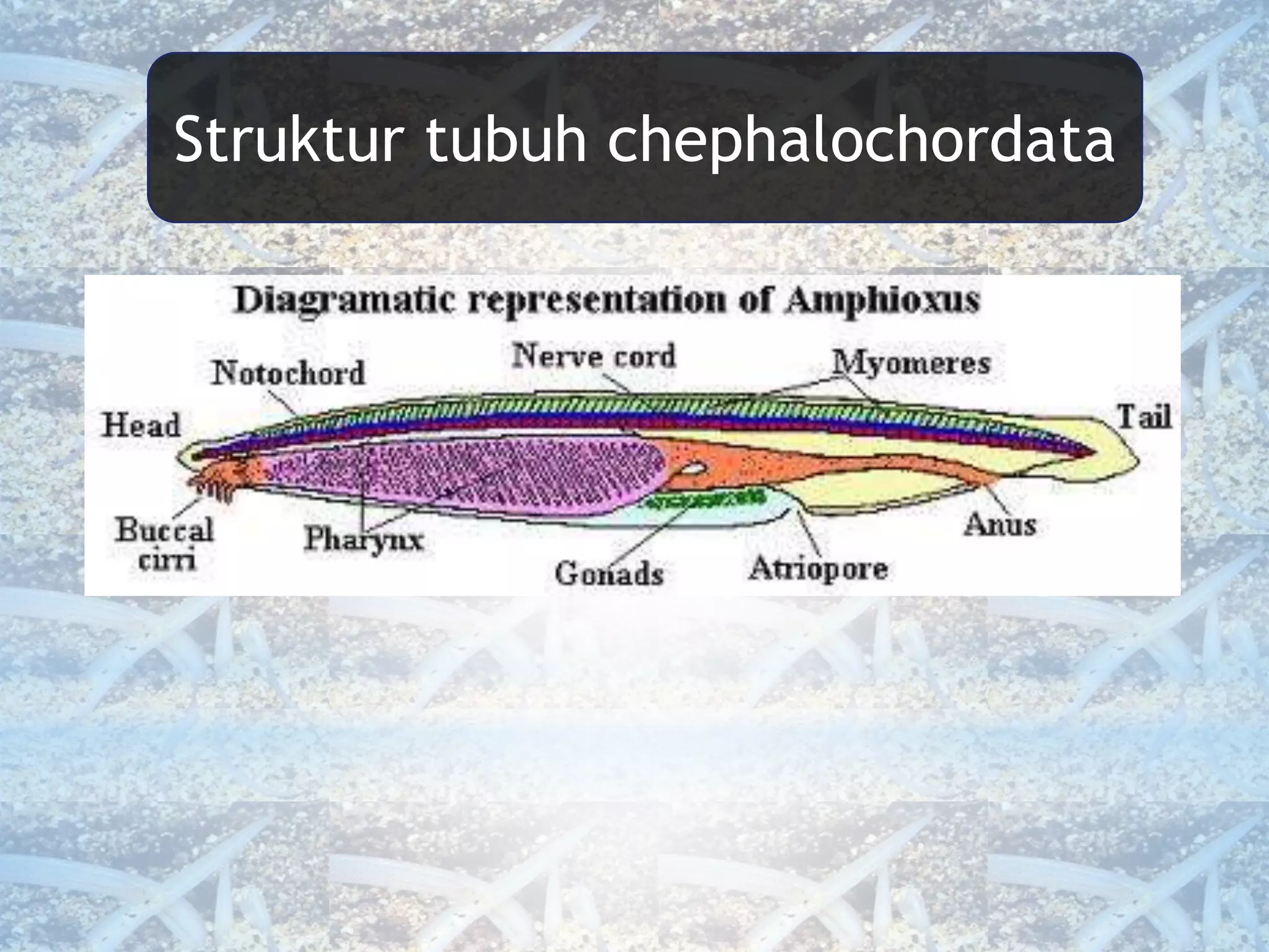 Urochordata & cephalochordata | PPTX