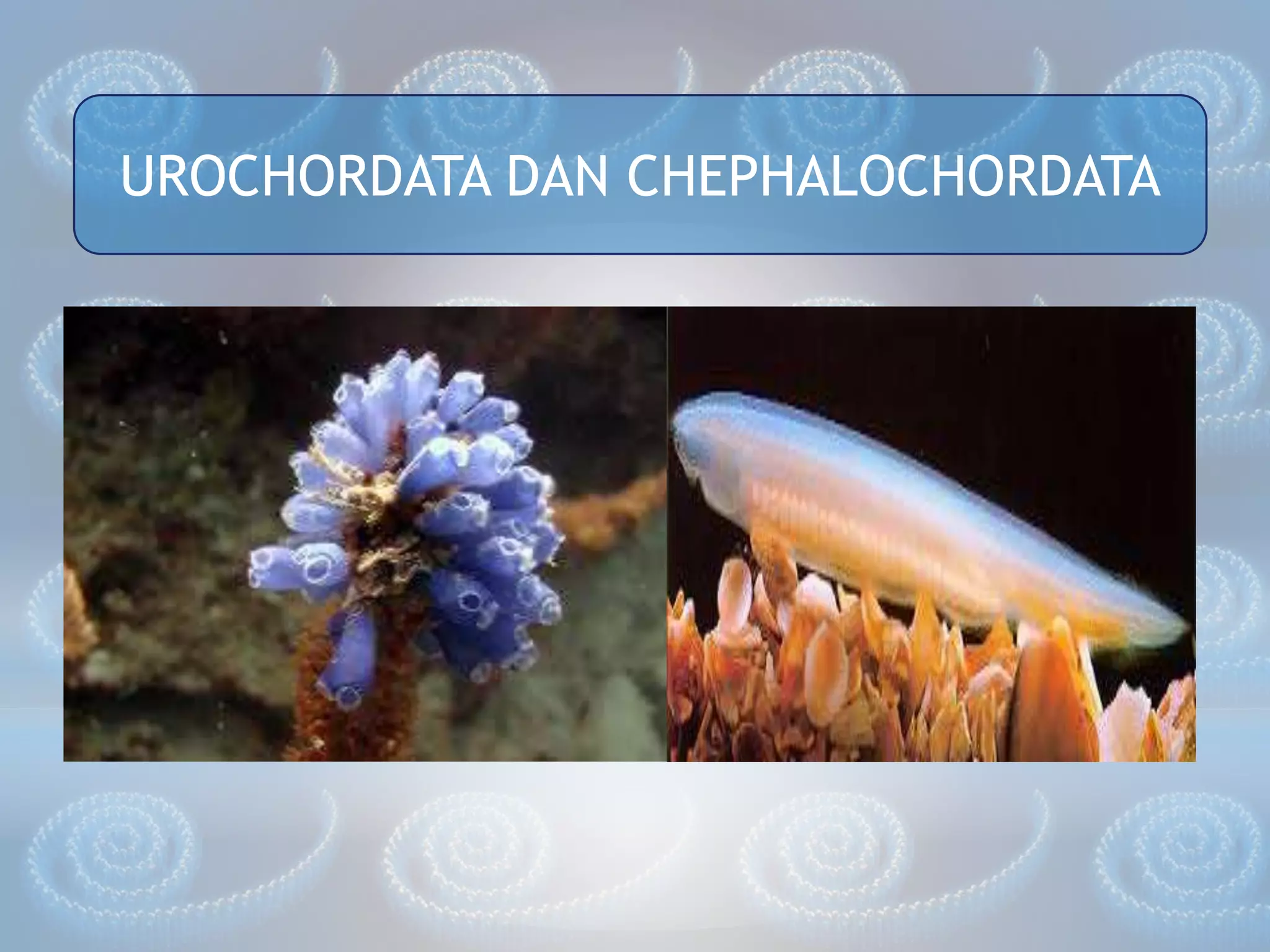 Urochordata & cephalochordata | PPTX