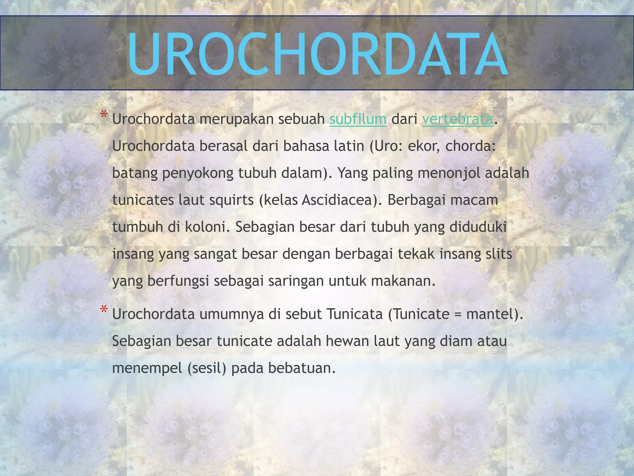 Urochordata & cephalochordata | PPTX