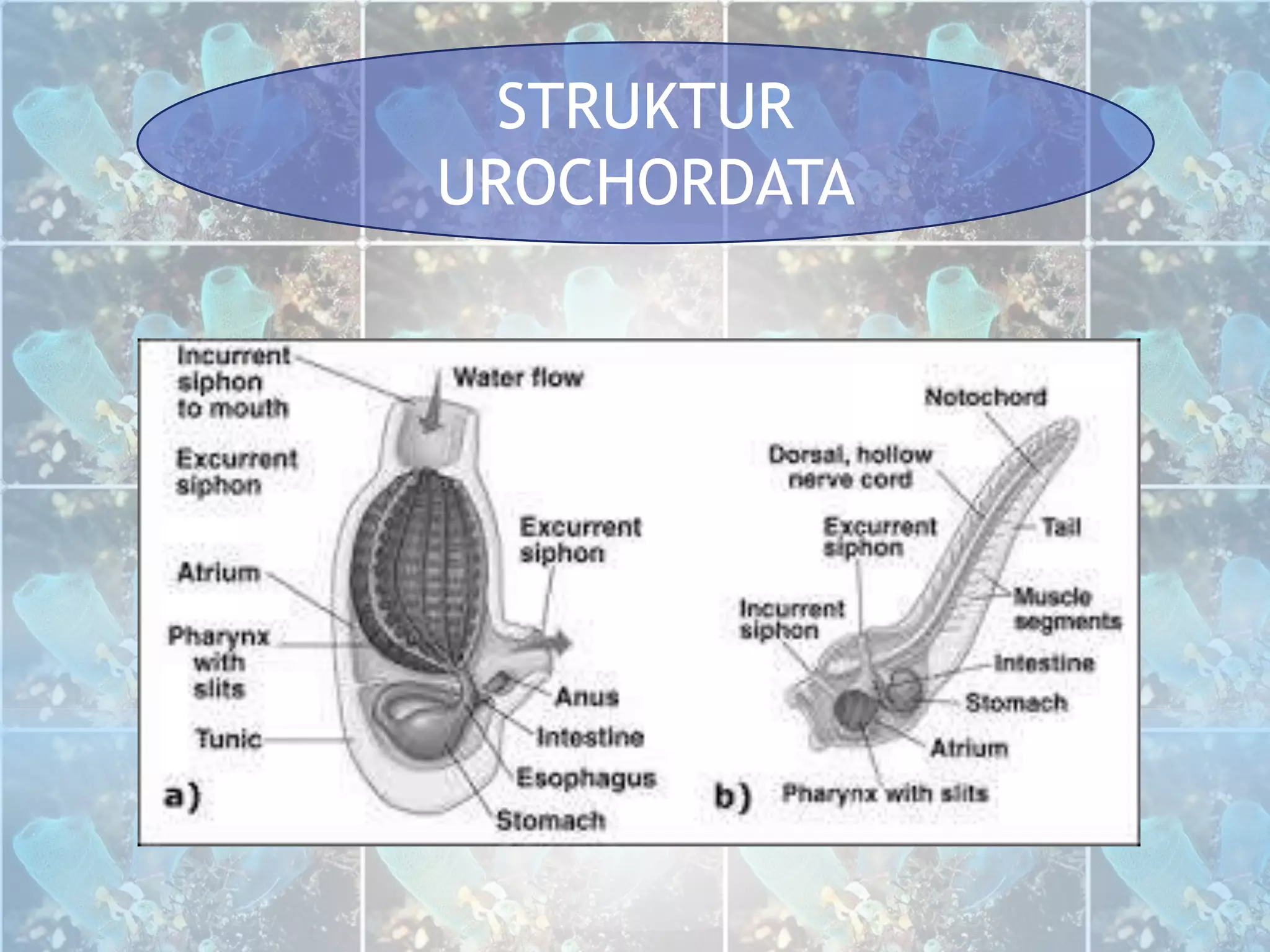 Urochordata & cephalochordata | PPTX