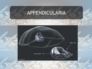 Urochordata & cephalochordata | PPTX