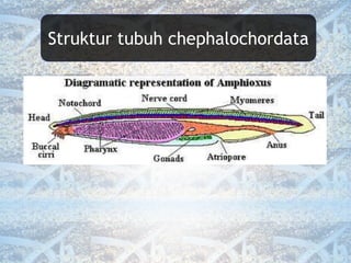 Urochordata & cephalochordata | PPTX