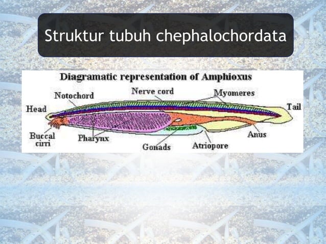 Urochordata & cephalochordata | PPTX