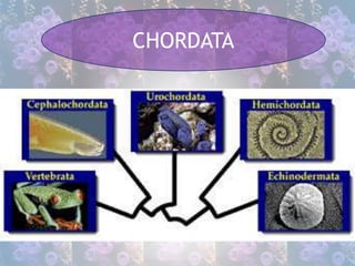 Urochordata & cephalochordata | PPTX