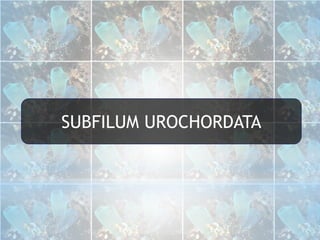Urochordata & cephalochordata | PPTX