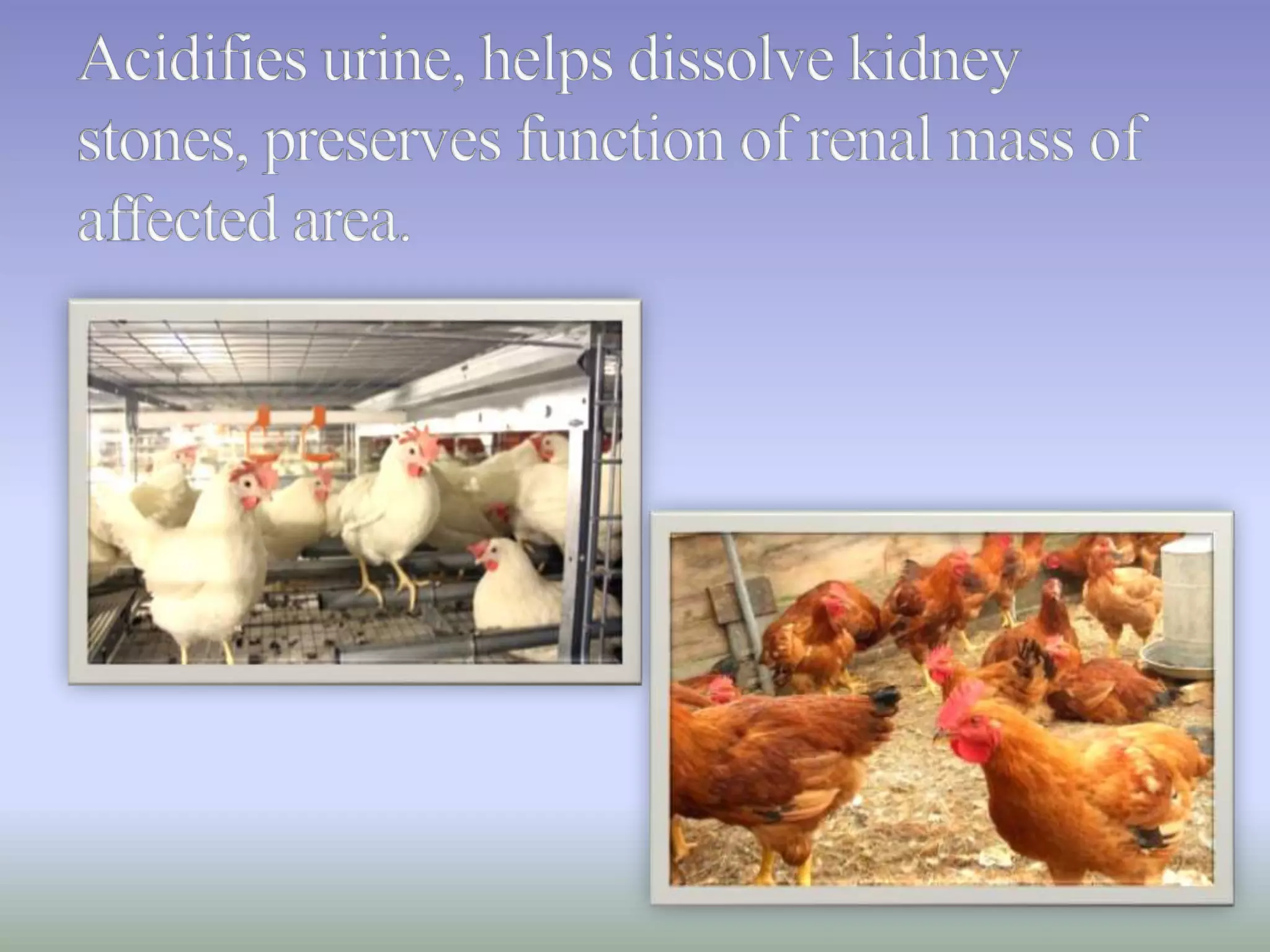 Poultry Gout & Nephrosis | PPTX