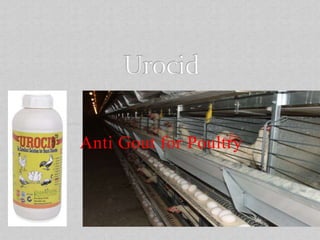 Poultry Gout & Nephrosis | PPTX