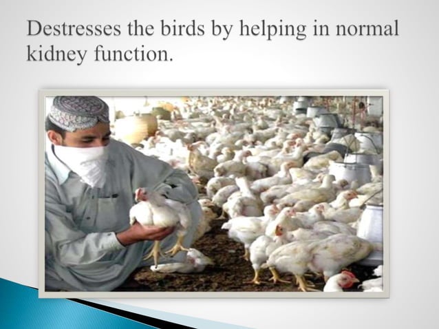 Poultry Gout & Nephrosis | PPTX