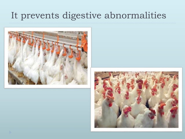 Poultry Gout & Nephrosis | PPTX