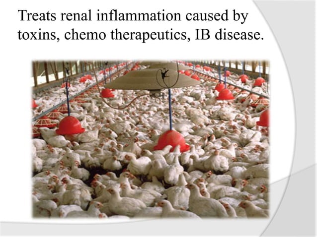 Poultry Gout & Nephrosis | PPTX