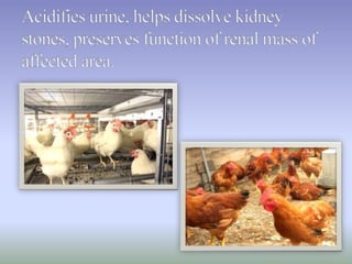 Poultry Gout & Nephrosis | PPTX