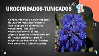 Urocordados y cefalocordados | PPTX