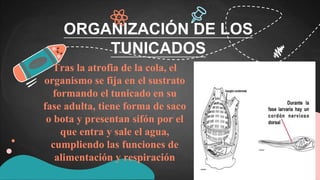 Urocordados y cefalocordados | PPTX