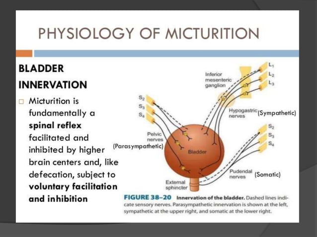 Urodynamics | PPTX