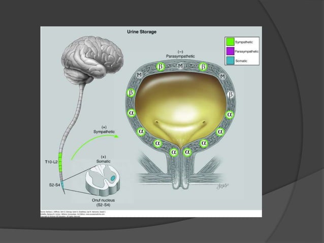 Urodynamics | PPTX