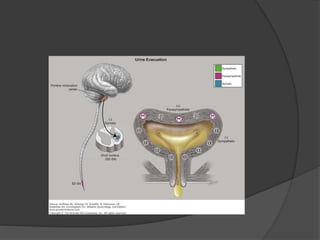 Urodynamics | PPTX