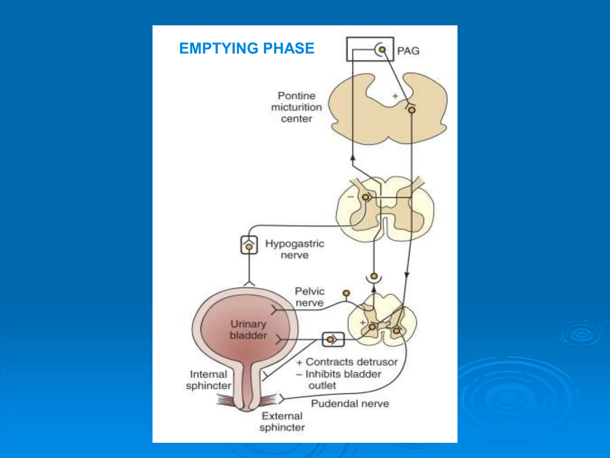 Presentation URODYNAMIC study urolog.ppt