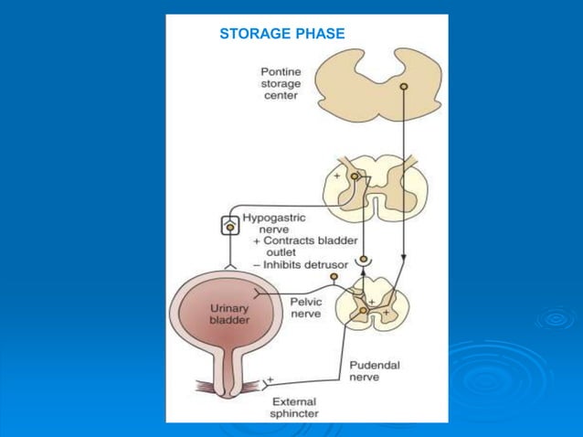 Presentation URODYNAMIC study urolog.ppt | Medical Health