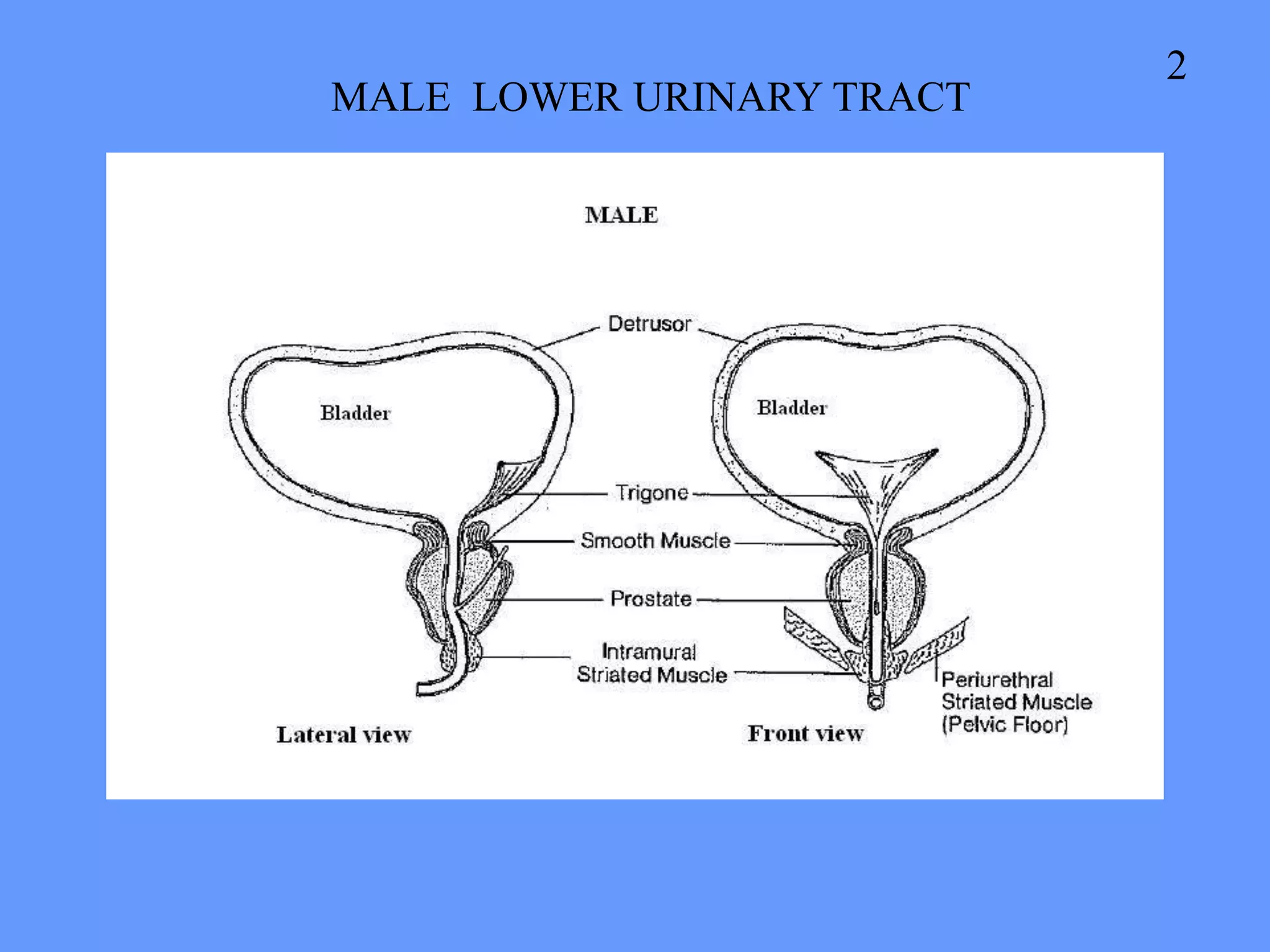 URODYNAMICS PRES -rev 1- basic.ppt