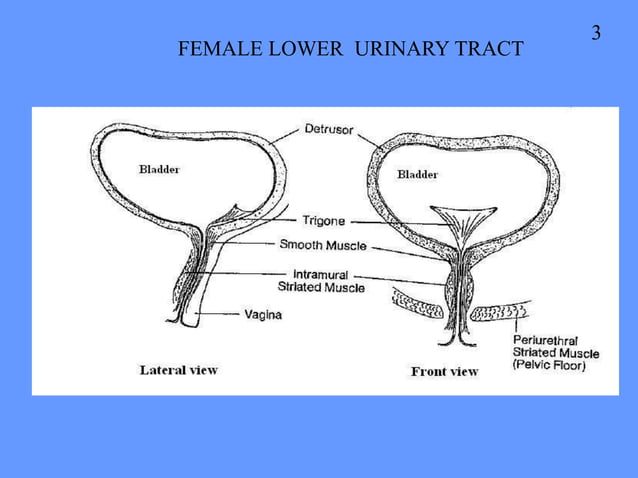 URODYNAMICS PRES -rev 1- basic.ppt | Medical Tests | Medical Health