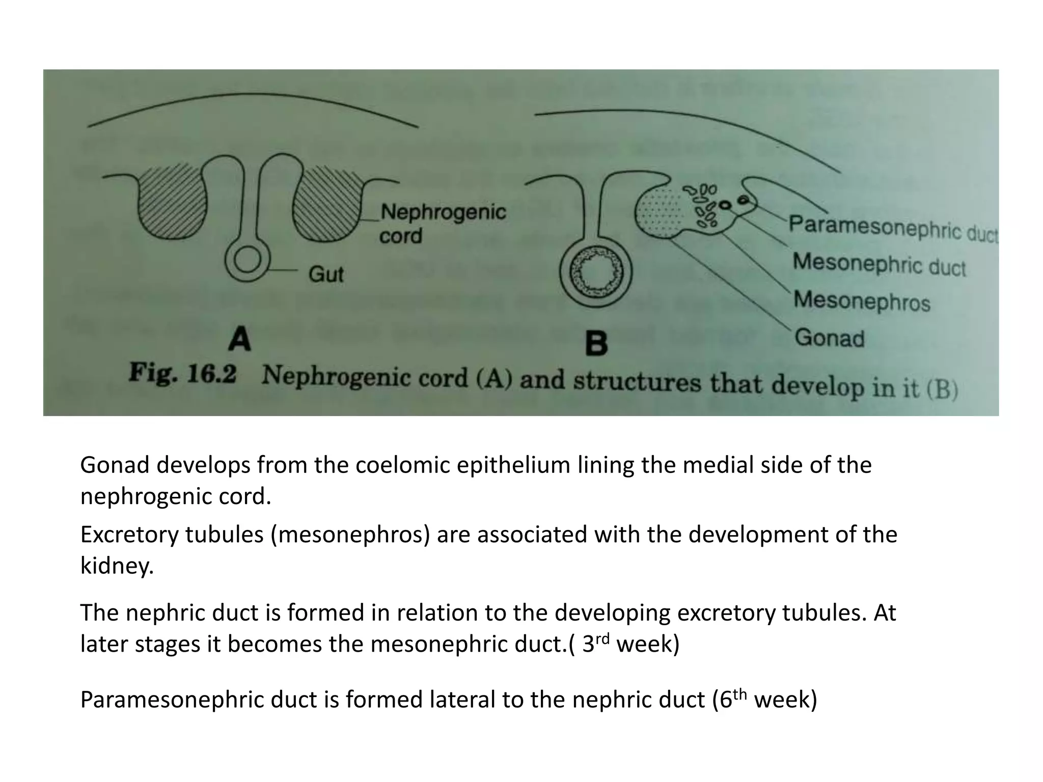 Urogenial sinus and vagial atresias | PPTX