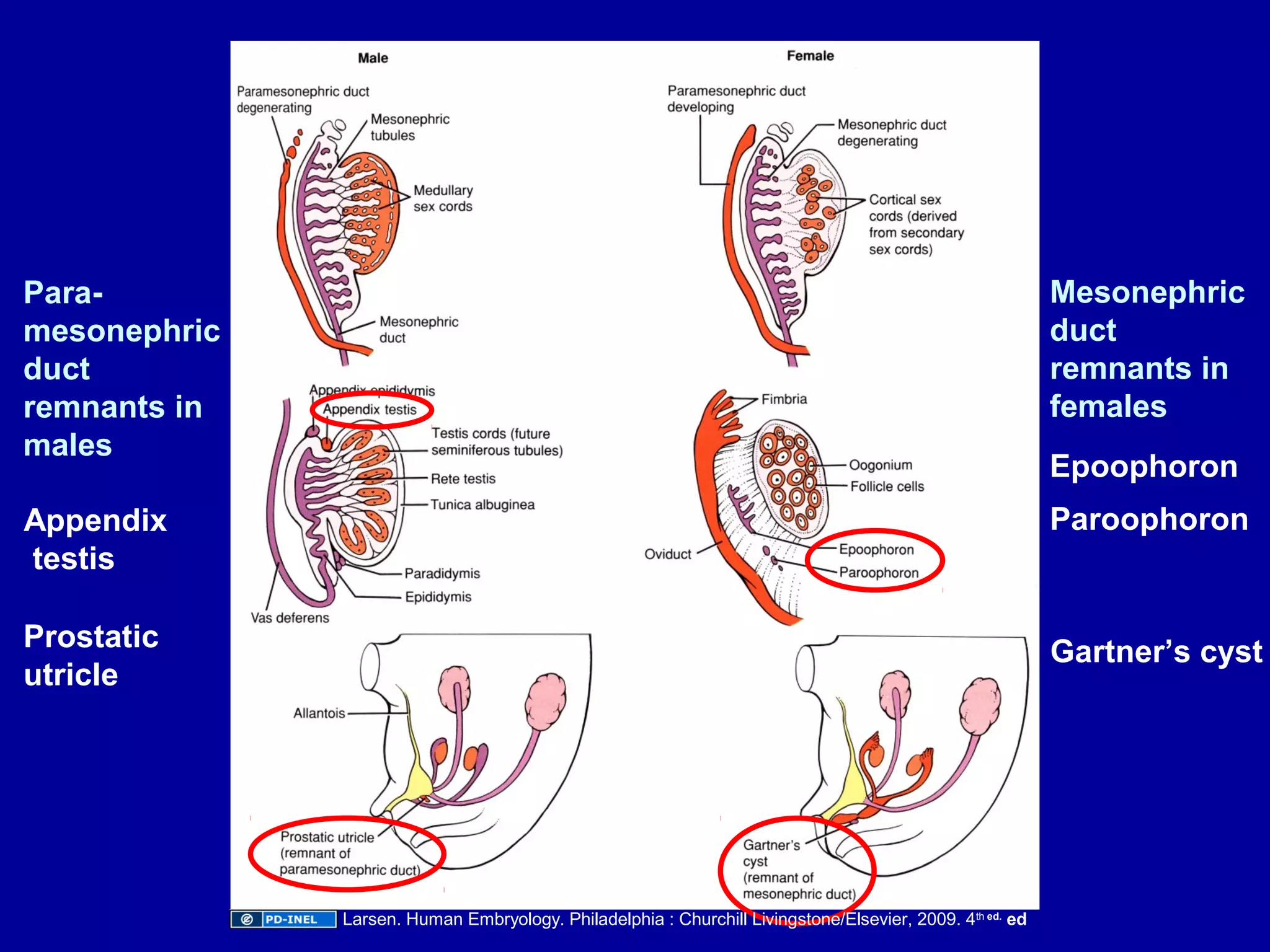 Urogenital embryology | PPT