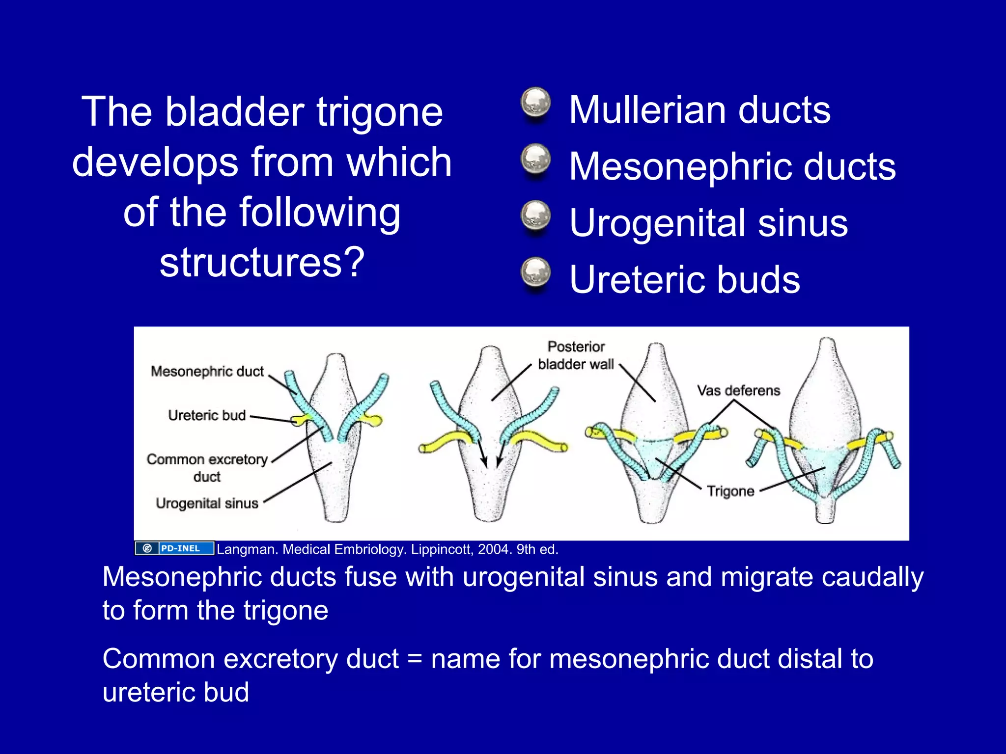 Urogenital embryology | PPT