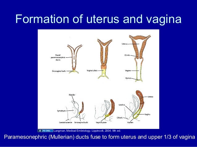 Urogenital embryology