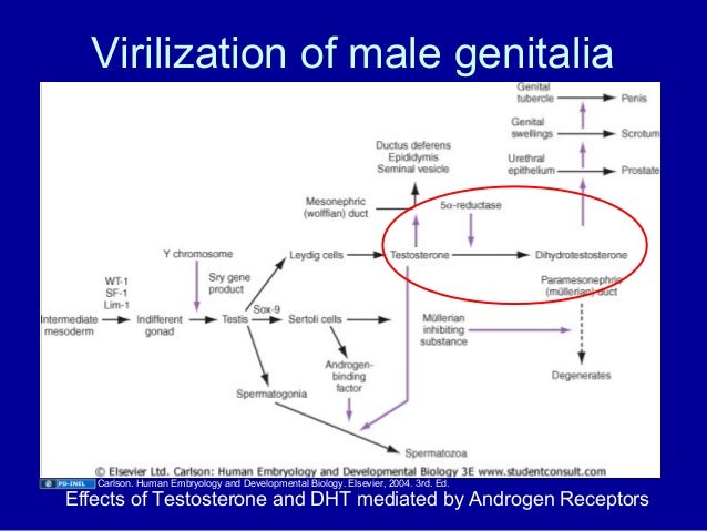 Urogenital Embryology